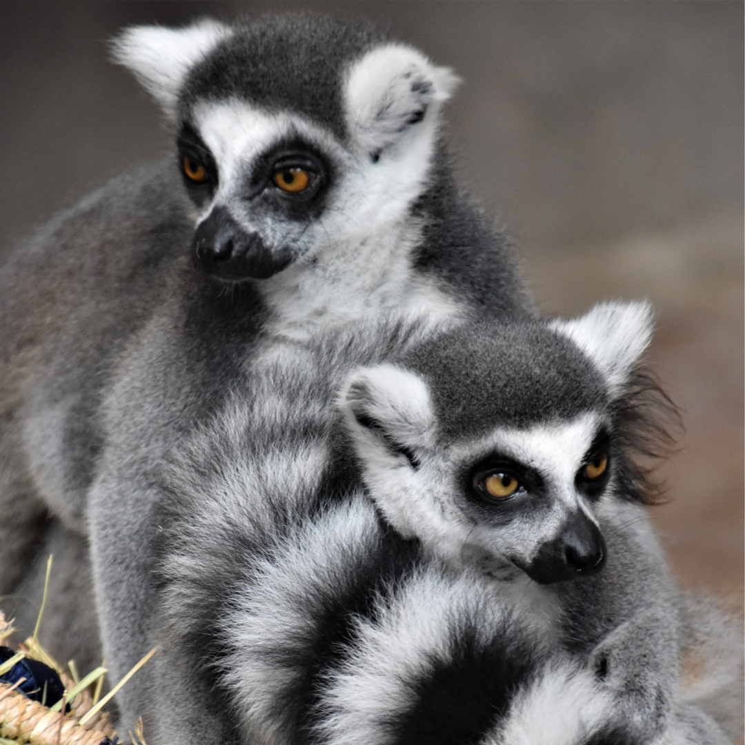 Small Hosted Groups – Civilized Adventures